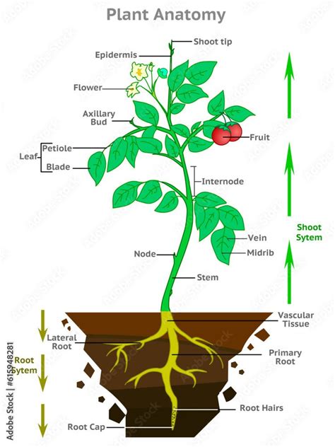 Plant Structure Anatomy Root Shoot System Basic Tree Diagram Parts Axillary Bud Vascular