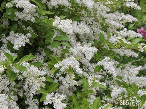 シルバープリペット育て方花の写真365花撰 スマホ版 栽培実践集
