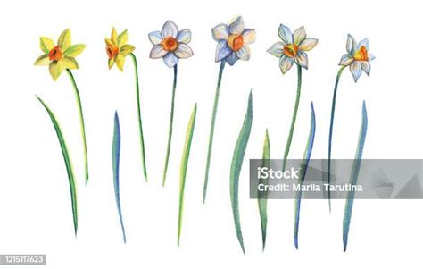 노란색과 흰색 수선화의 수채화 세트입니다 수채화 그림 흰색 배경에 격리 0명에 대한 스톡 벡터 아트 및 기타 이미지 0명 3월 개체 그룹 Istock