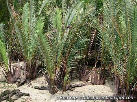 The Tide Chaser Nipah Palm Nypa Fruticans