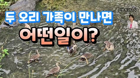 두 오리 가족이 만나면 어떤 일이 Youtube