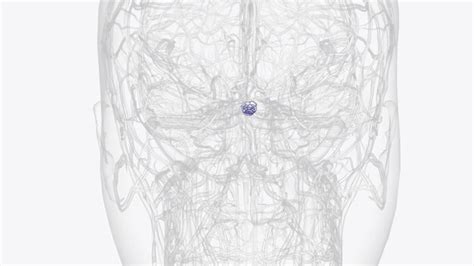 Premium Photo Secondary Plexus Of Hypophyseal Portal System