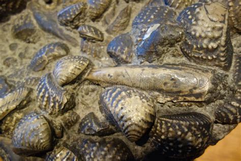 Fossil Of Shells Stock Image Image Of Stone Shell Shells 91388813