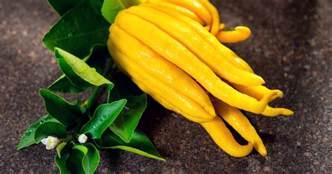 Cuál Es Fruta Conocida Como “la Mano De Buda” Baja En Grasas Y Azúcares Que Ayuda A Bajar El