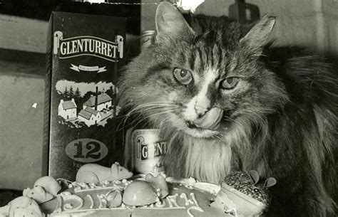 Towser The Greatest Mouser In The History Of Scotch Whisky Lovecats
