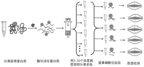 一种磷酸化肽段的富集方法及其应用