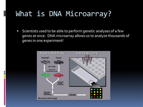 Ppt Dna Microarray Powerpoint Presentation Free Download Id662011