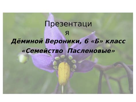 Семейство Пасленовые презентация онлайн