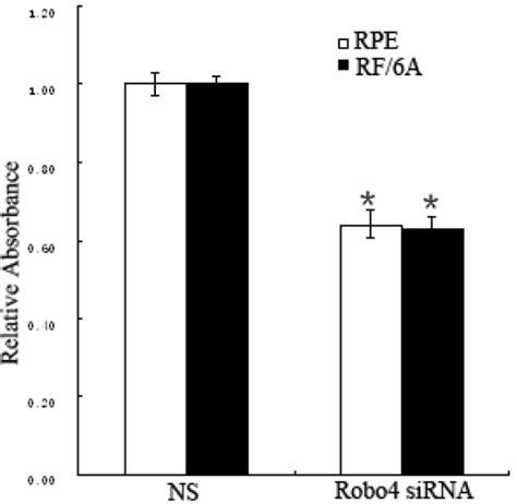 Effects Of Robo4 On The Attachment Of Rf6a And Rpe Cells Cell Download Scientific Diagram
