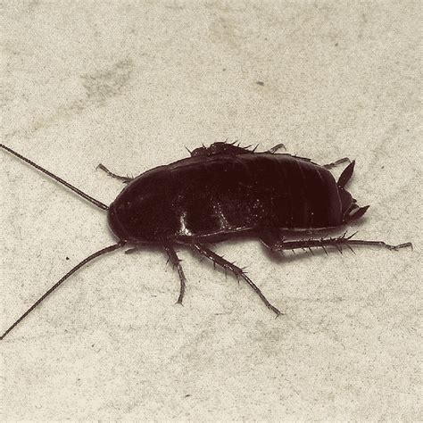 Oriental Cockroaches Stl Pest Control
