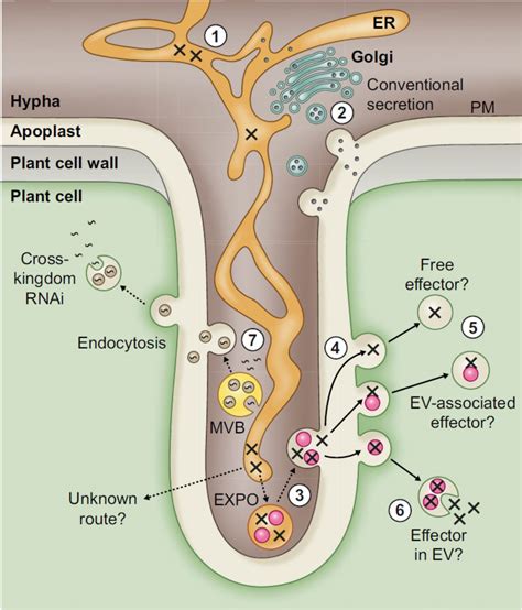 Review Devastating Intimacy The Cell Biology Of PlantPhytophthora Interactions New Phytol