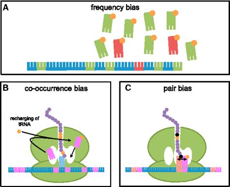 Figure 2 From Codon Bias As A Means To Fine Tune Gene Expression Semantic Scholar