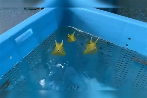 长角牛鱼朝人吐“口水”，可爱但又危险朝人吐口水长角牛