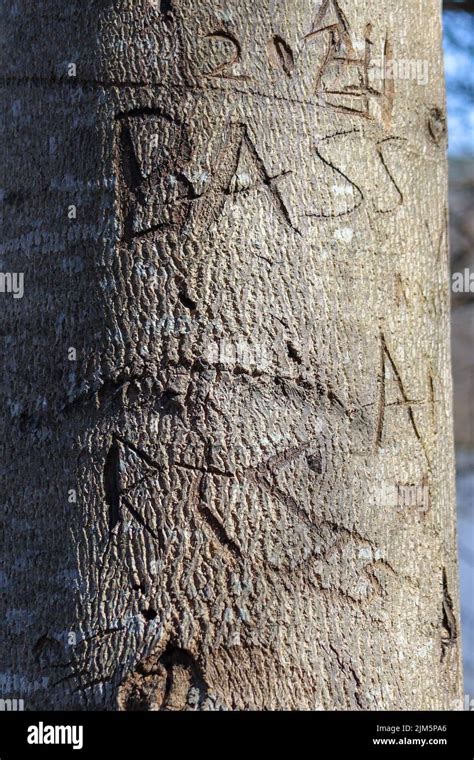 Name Carved Tree Trunk Hi Res Stock Photography And Images Alamy