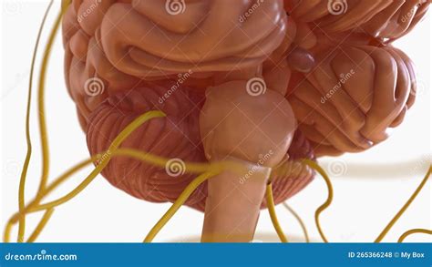 Human Brain Anatomy For Medical Concept 3d Rendering Stock Illustration