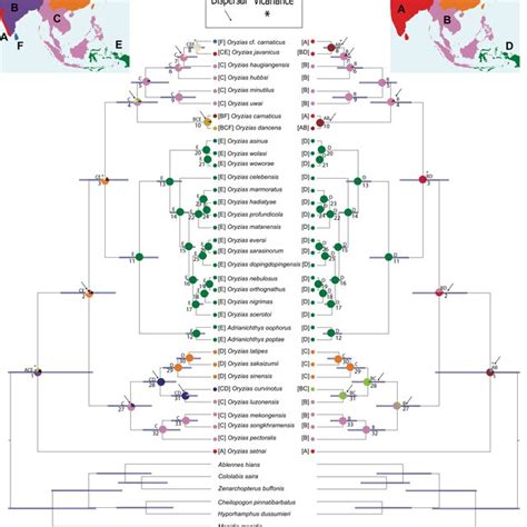 Bayesian Time‐calibrated Tree Based On The Cytb Substitution Rate For Download Scientific