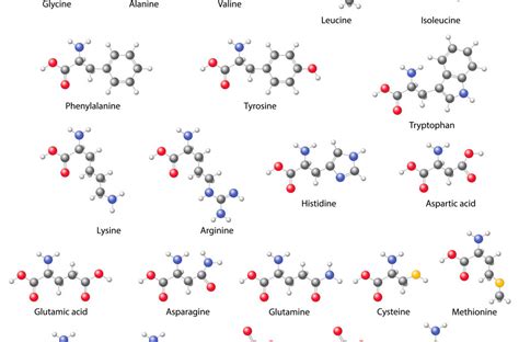 Mmem 0455 Memorize Molecular Structures For Amino Acids Master Of