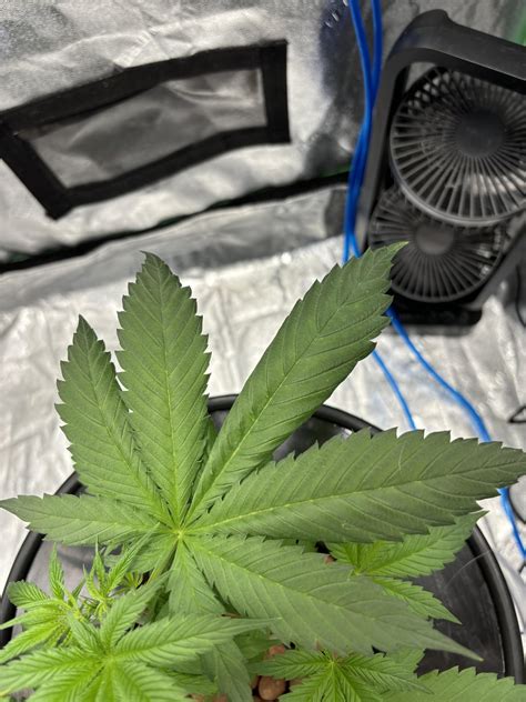 First Time Dwc Hydroponics R Cannabisgrowers