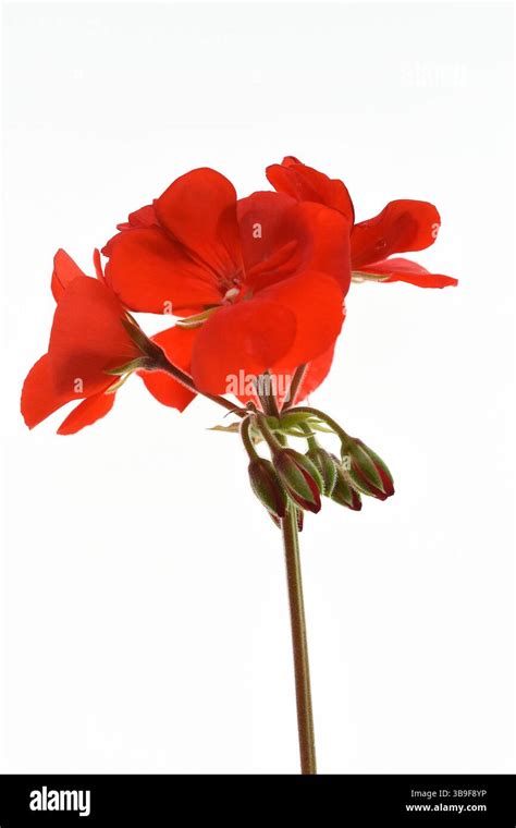 Geranium Pelargonium Inflorescence White Cut Out Stock Images