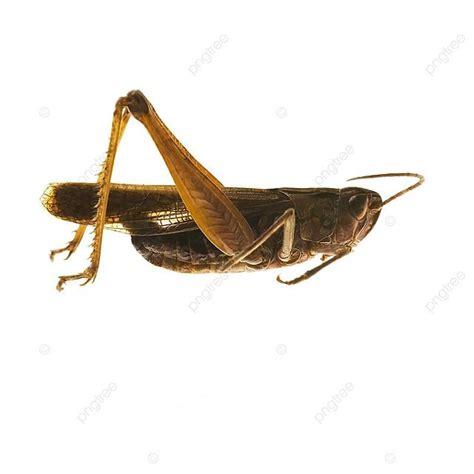 Grasshopper Pest Isolated Insect Photo Background And Picture For Free