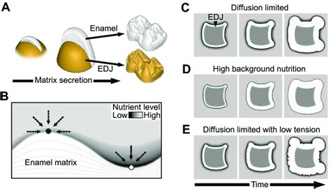Modeling Tooth Enamel Matrix Secretion A A Schematic Illustration Of Download Scientific