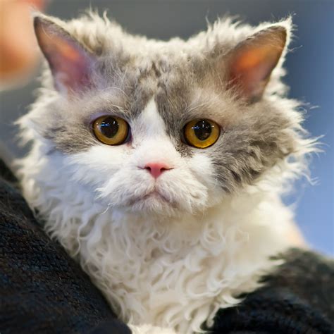 毛 の 抜け にくい 猫 afrilao