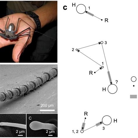 The Sensory Structures Hypothesized To Be Involved In Navigation By Download Scientific Diagram