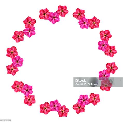 수채화 꽃 원형 프레임은 생일 결혼식 발렌타인 데이 디자인을 위한 물망초 꽃입니다 흰색 배경에 격리된 요소 0명에 대한 스톡