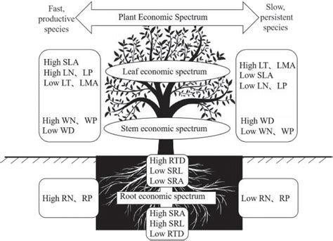 Frontiers Differing Trade Off Patterns Of Tree Vegetative Organs In A Tropical Cloud Forest
