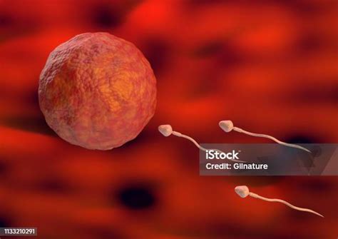 자 궁 안의 계란 세포를 향한 정자를 자연 풍부 하 게 합니다 유기 배경에 3d 그림 정자에 대한 스톡 사진 및 기타 이미지 정자 3차원 형태 개념 Istock
