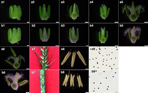 Anther Structure And Microspore Ki I2 Staining Under Different Download Scientific Diagram