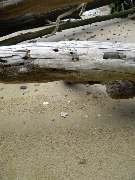 Calvert Cliffs Fossils Swordwhale Walking Illustration Webcomic Stories Photojourneys Videos