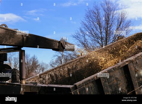 Landscapers Using Chipper Machine To Remove And Haul Chainsaw Tree Branches Machine For Cutting