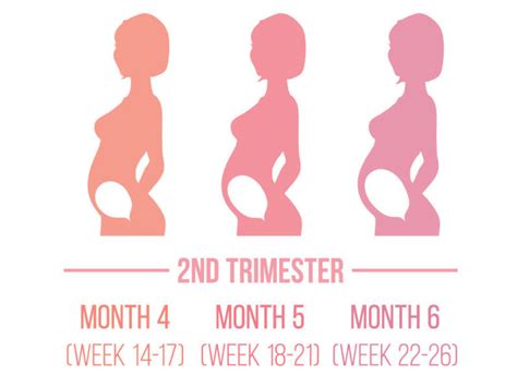 💖 Second Trimester Of Pregnancy Symptoms And What To Expect