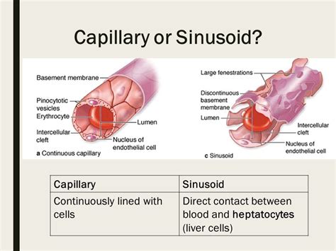 D3 Functions Of The Liver Digestion Review Video Comsites Stu Dent