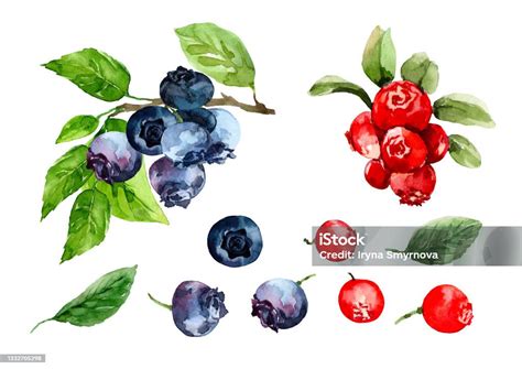 흰색 배경에 고립 된 녹색 잎과 나뭇 가지에 블루 베리와 붉은 링곤 베리의 열매 수채화 잔가지에 대한 스톡 벡터 아트 및 기타