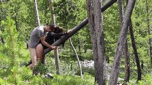 Tree S