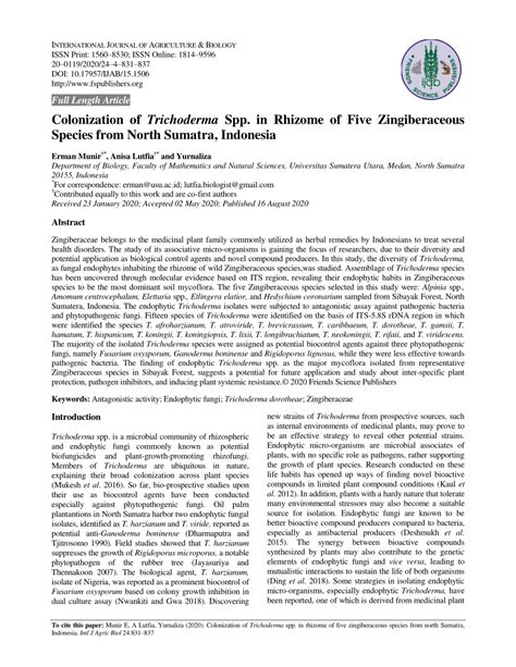 Pdf Colonization Of Trichoderma Spp In Rhizome Of Five