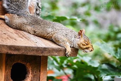 What Do Squirrel Nests Look Like And How Do They Build Them