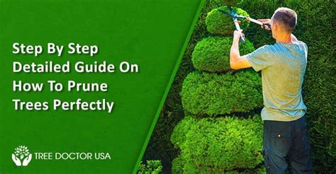 Step By Step Detailed Guide On How To Prune Trees Perfectly