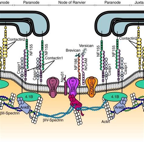 PDF The Node Of Ranvier In CNS Pathology