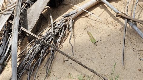 1개의 Coconet Tree On Beach 로열티 프리 사진 및 스톡 이미지 Shutterstock