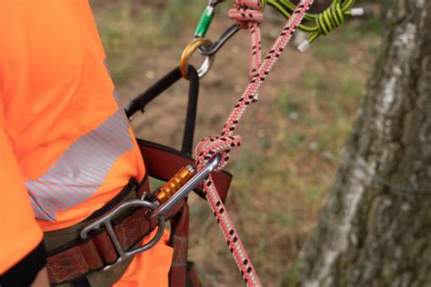 Tree Surgery And Aerial Tree Rescue Directree