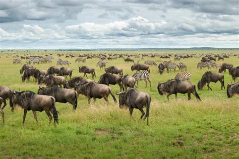 Safaris From Zanzibar Tales Of Zanzibar