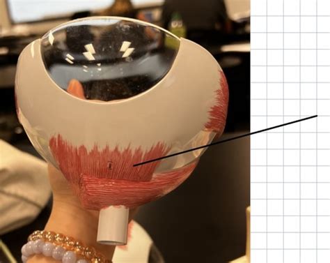 Bio 223 Lab Special Senses Flashcards Quizlet