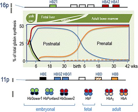 Globin Gene Regulation