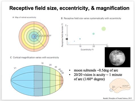 Solved A Map Of Retinal Eccentricity B Receptive Field Si