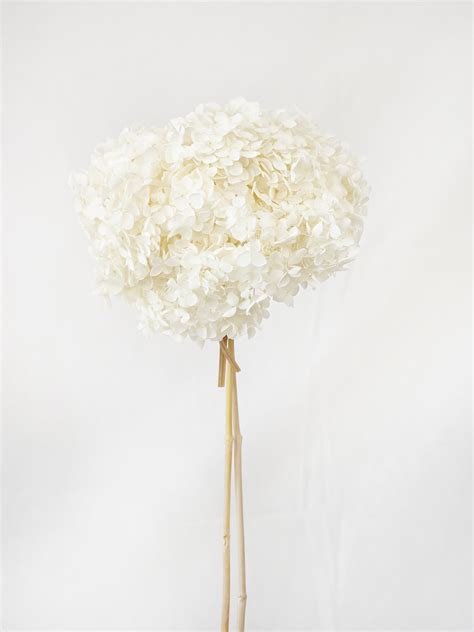 Гортензія стабілізована на гілці біла купити в Україні за низькою ціною • Dfb Elements