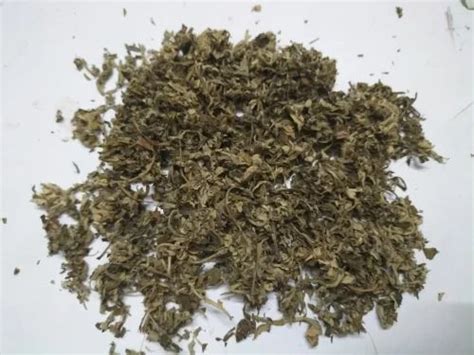 Mugwort Dried Leaves At ₹ 280kg मोरिंगा की सूखी पत्तियां In
