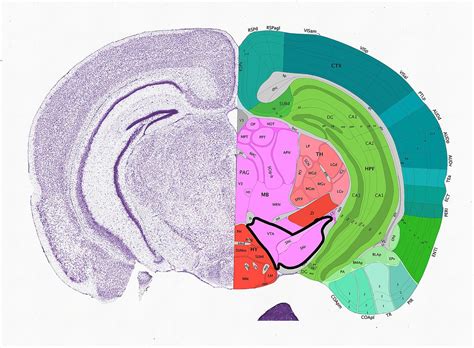 Brain Atlas Mouse At Virginia Corns Blog